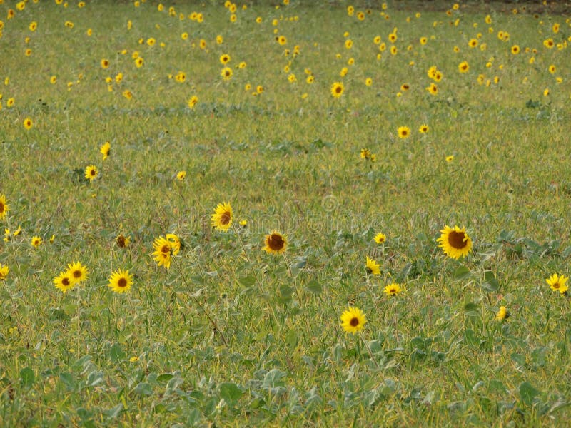 Field of Small Wild Sunflowers Stock Image - Image of sunflower ...