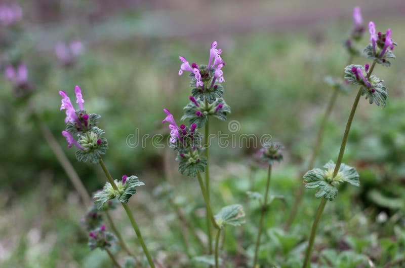 Field of Small Wildflowers in East Texas Stock Photo - Image of bluet ...