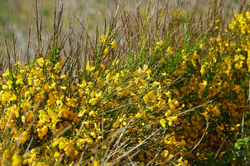 A Field of Small Yellow Flowers in Denmark Stock Photo - Image of ...