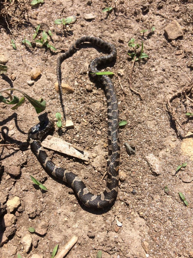 Rattlesnake stock image. Image of baby, snake, rattlesnake - 92543383