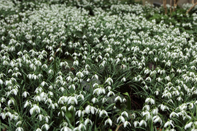 Field of a Snowdrops As a Background Stock Image - Image of head ...