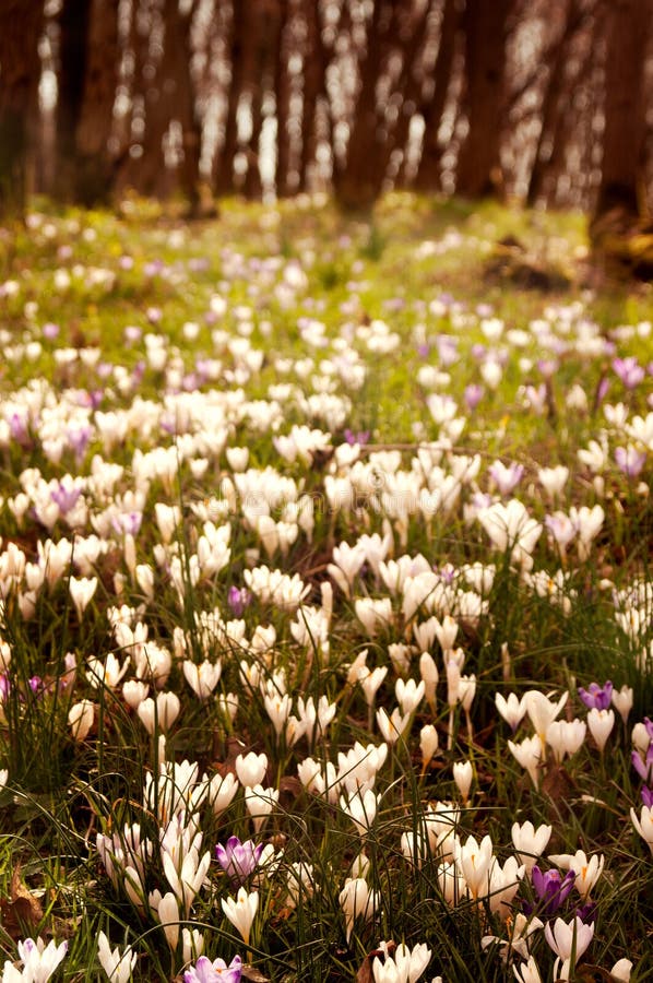 A field of snowdrops stock photo. Image of herb, springtime - 108941586