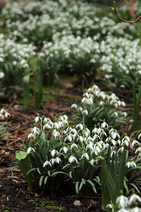 Field of a Snowdrops As a Background Stock Photo - Image of nature ...