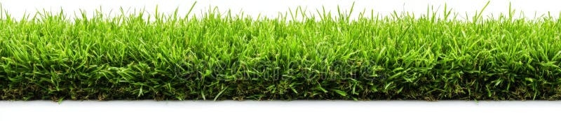 Field of Soft Grass Captured in a Close-up Perspective View Stock Image ...