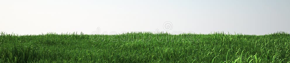 Field of Soft Grass, Perspective View with Close-up Stock Photo - Image ...