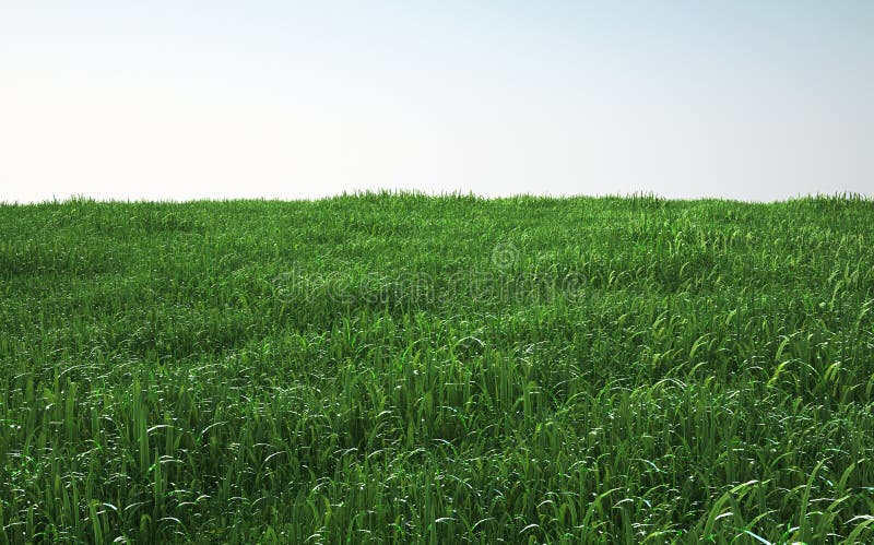 Field of Soft Grass, Perspective View with Close-up Stock Illustration ...