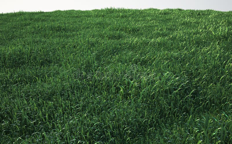 Grass Perspective Stock Photos - Download 65,952 Royalty Free Photos