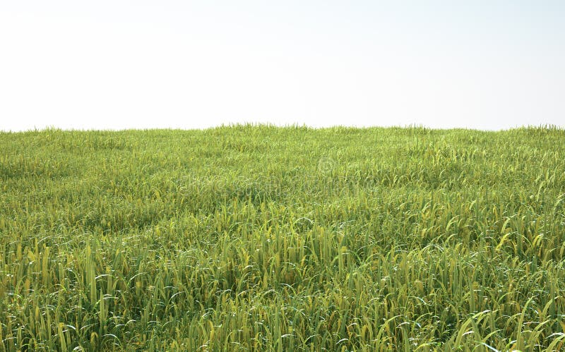 Field of Soft Grass, Perspective View with Close-up Stock Illustration ...