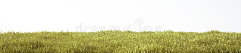 Field of Soft Grass, Perspective View with Close-up Stock Illustration ...