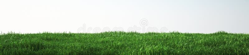 Field of Soft Grass, Perspective View with Close-up Stock Illustration ...