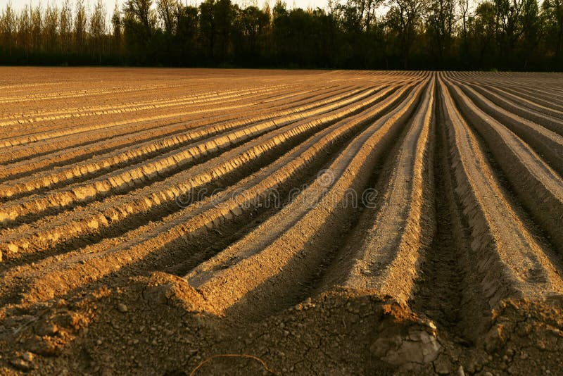 Field, Soil, Crop, Agriculture Stock Image - Image of landscape, field ...