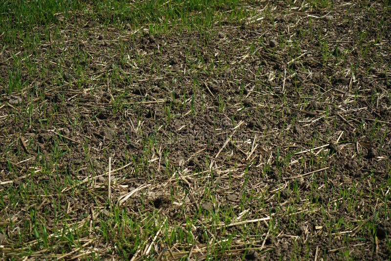 Field with Soil and Growing Plants during the Daytime Stock Photo ...