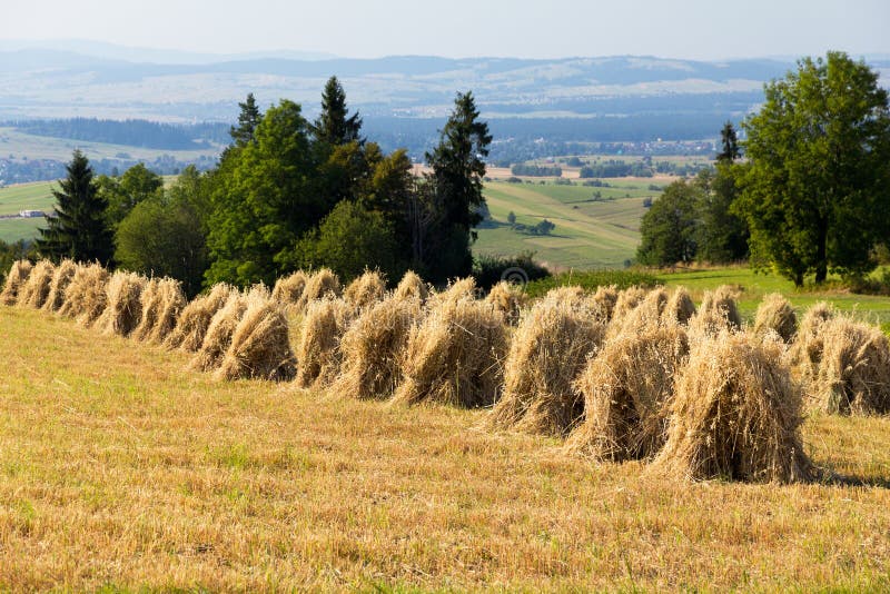 Field with Some Bundles of Hay in the Summer on Blue Sky Background ...