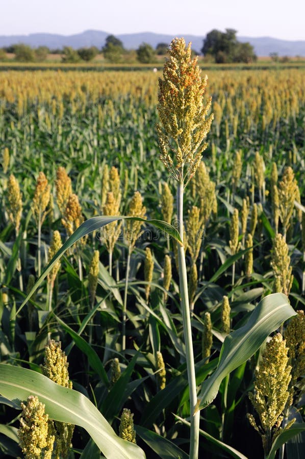 Sorghum field stock image. Image of diesel, business, biocombuxtible ...