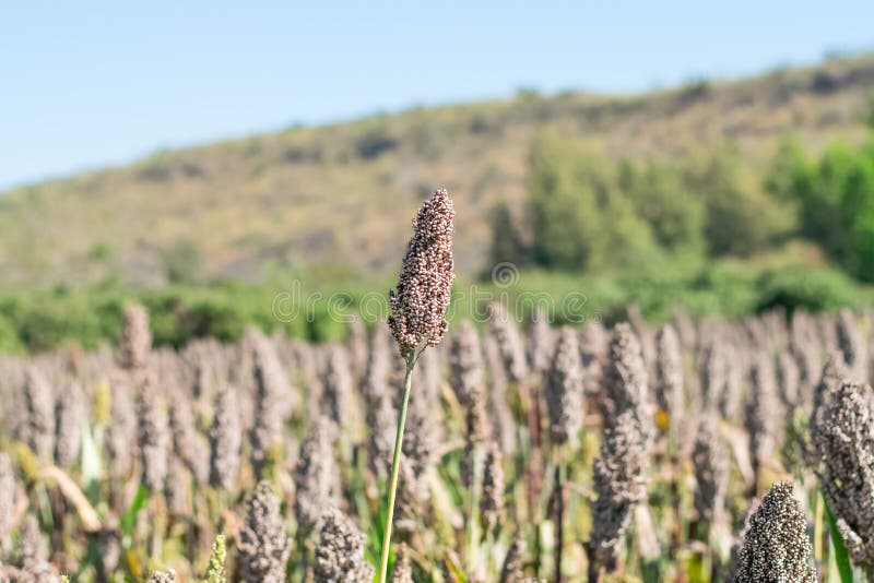 272 Sorghum Tree Photos - Free & Royalty-Free Stock Photos from Dreamstime