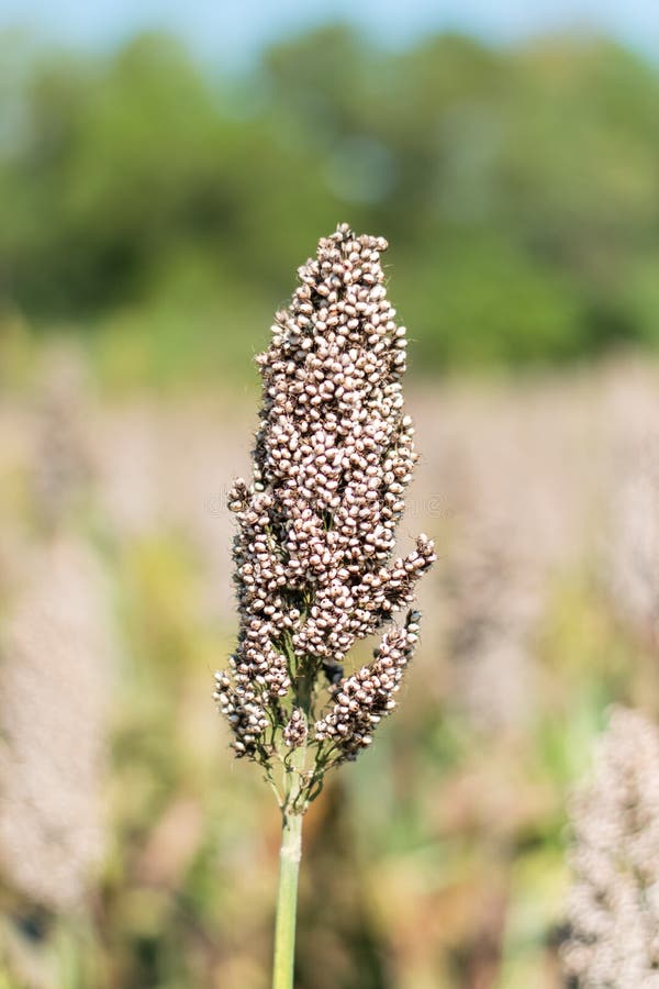272 Sorghum Tree Photos - Free & Royalty-Free Stock Photos from Dreamstime