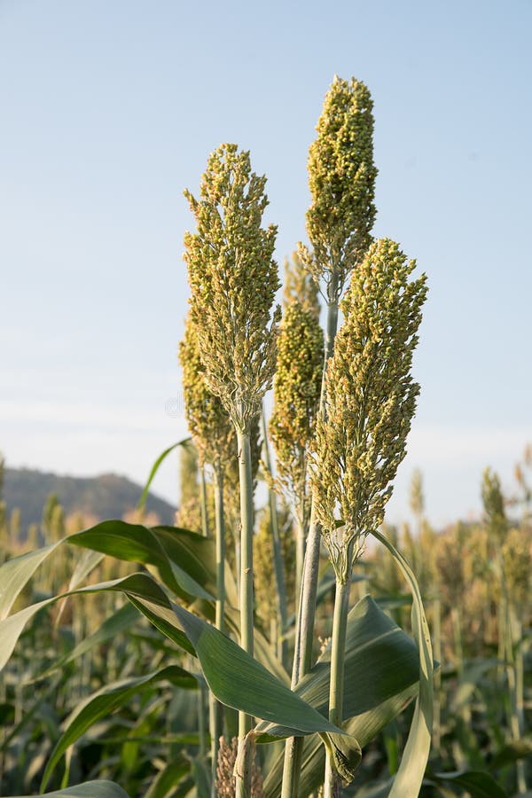 Sorghum or Millet Agent Blue Sky Stock Photo - Image of green, gruel ...