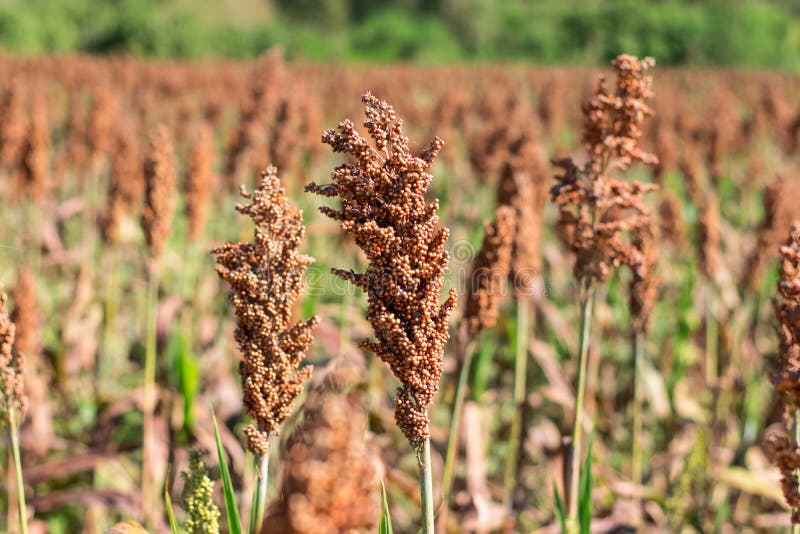 272 Sorghum Tree Photos - Free & Royalty-Free Stock Photos from Dreamstime