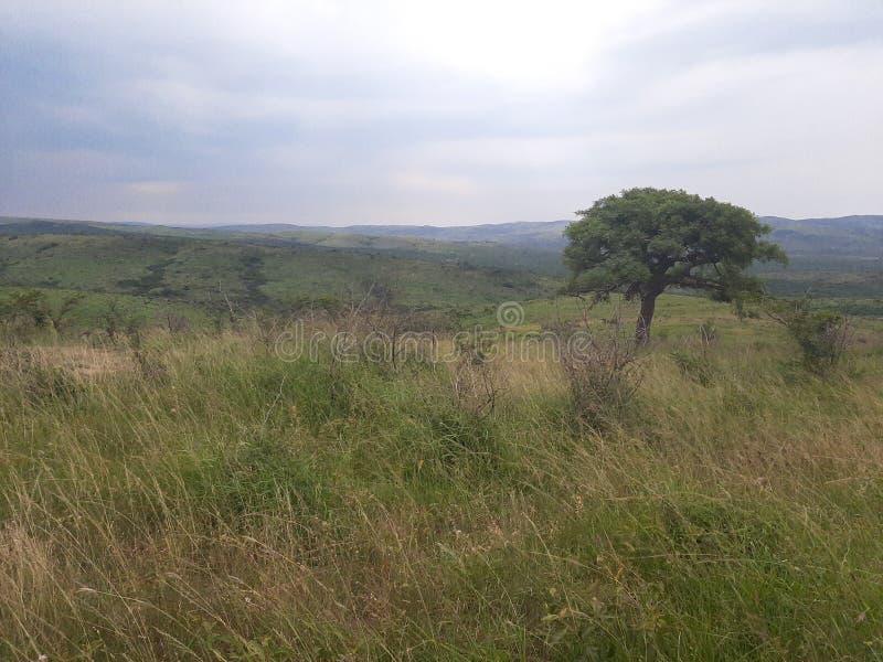 A field in south africa stock image. Image of landscape - 199139871