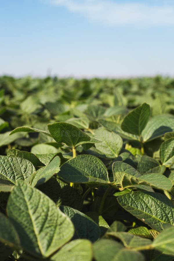 A field of soybeans stock photo. Image of background - 109748988