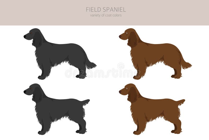 Field Spaniel Clipart. Different Poses, Coat Colors Set Stock Vector ...