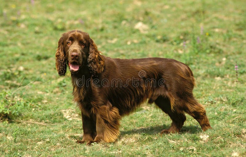 Field Spaniel Dog Standing on Grass Stock Image - Image of domestic ...