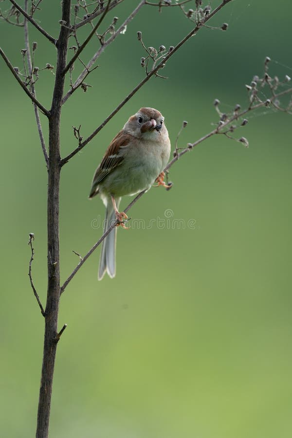 Field Sparrow with Spider in Beak Stock Image - Image of avian ...