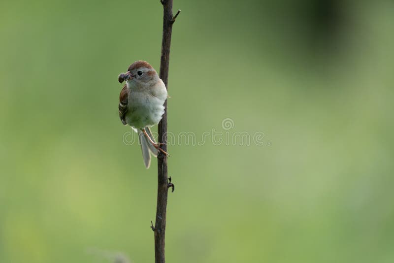 Field Sparrow with Spider in Beak Stock Image - Image of beak, songbird ...