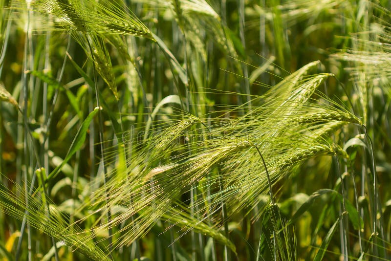 Field of Spikelets of Green Rye Summer Background Stock Photo - Image ...
