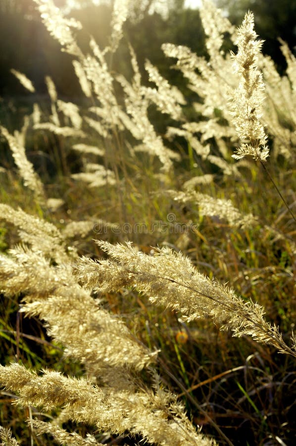 Field Spikelets in the Rays of the Setting Sun Stock Image - Image of ...