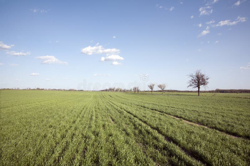 Field in the spring stock image. Image of field, corn - 19219863