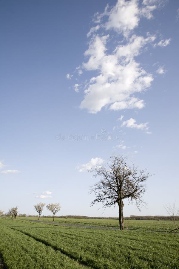 Field in the spring stock photo. Image of agriculture - 19360590