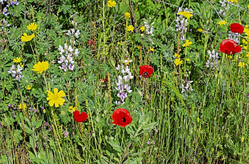 Field at spring stock photo. Image of spring, close - 282116312