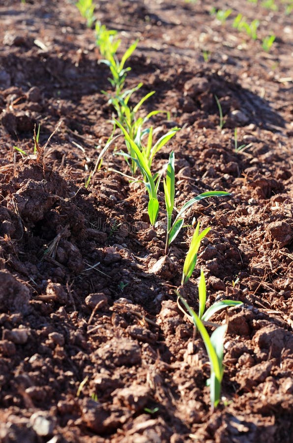 Field in the spring stock image. Image of spring, leaves - 41812785