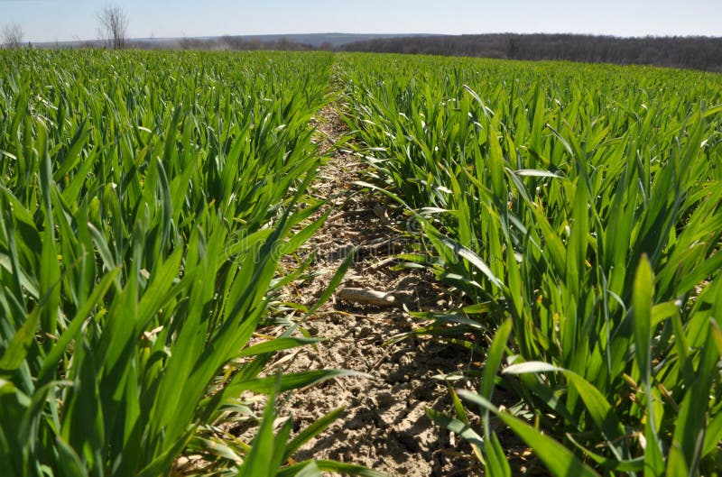 Spring wheat crops stock photo. Image of productivity - 125238166