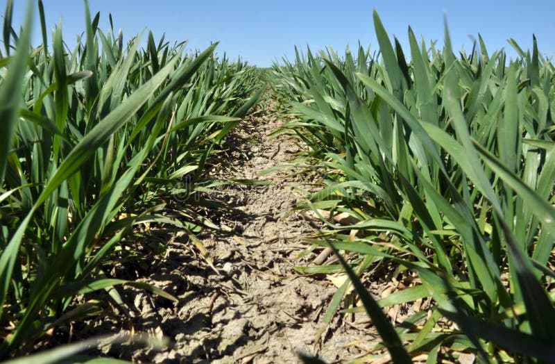 Spring wheat crops stock photo. Image of grain, seeds - 125238652