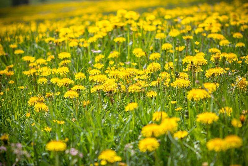 Field of spring dandelions stock image. Image of flower - 107872531