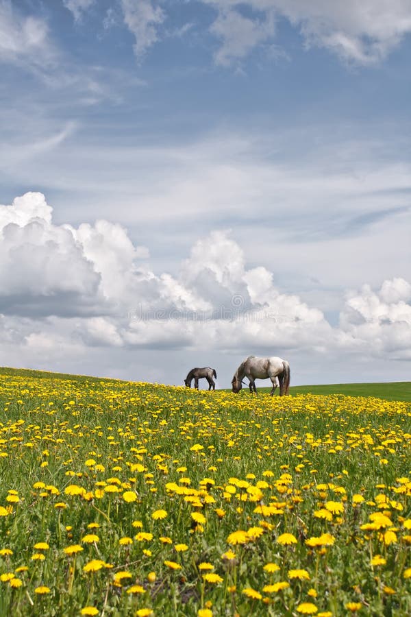 Field of spring flowers stock image. Image of landscape - 14334773