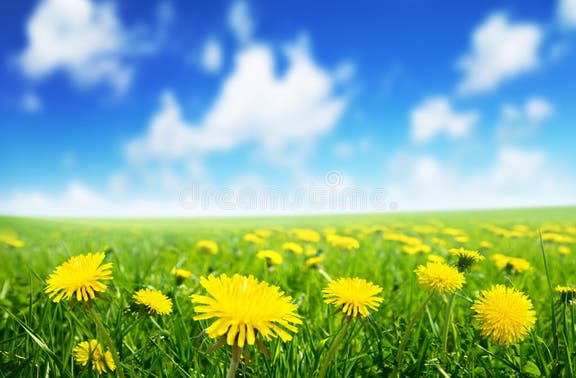 Field of spring flowers stock photo. Image of farm, macro - 28710798