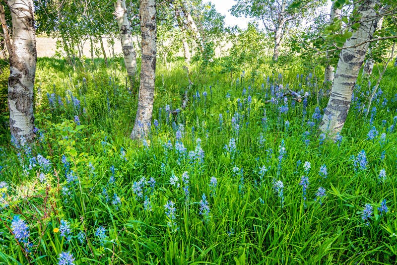 Field of Spring Flowers in an Aspen Forest Stock Photo - Image of trees ...