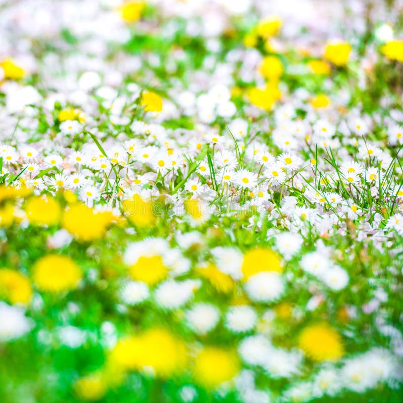Field of spring flowers stock photo. Image of landscape - 47852924