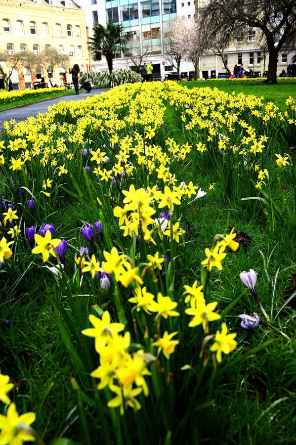 Field of Spring Flowers stock photo. Image of countryside - 92255874