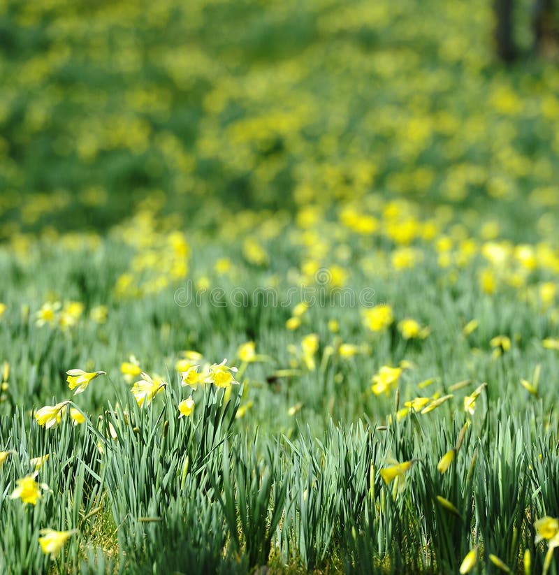 Field of Spring Flowers stock image. Image of field, stone - 69055159