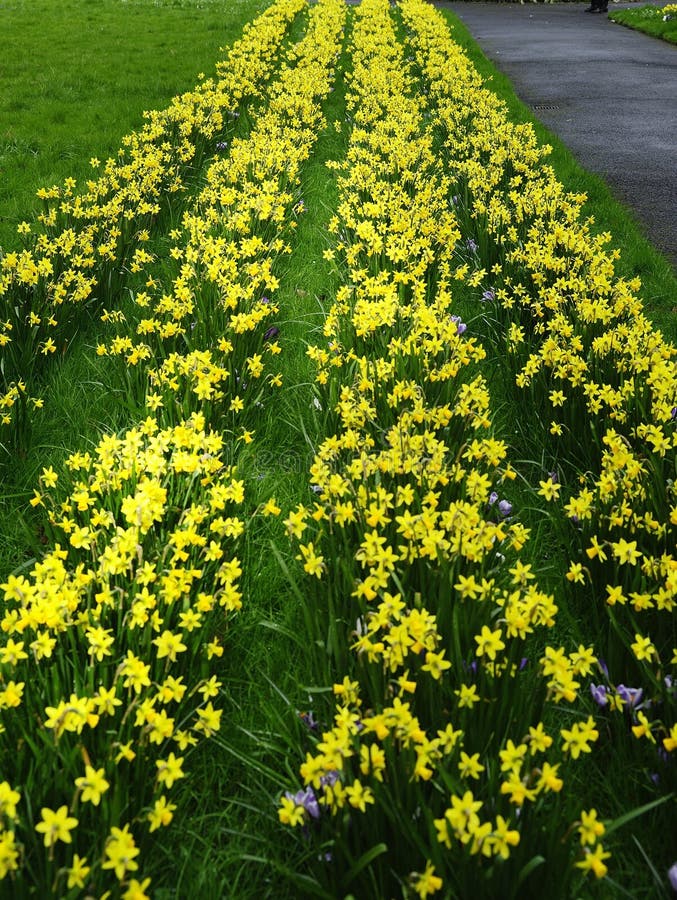 Field of Spring Flowers stock image. Image of daffodils - 92255841
