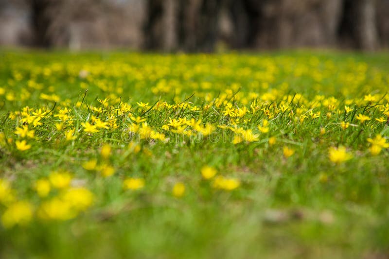 Field of spring flowers stock image. Image of lawn, flower - 121296855