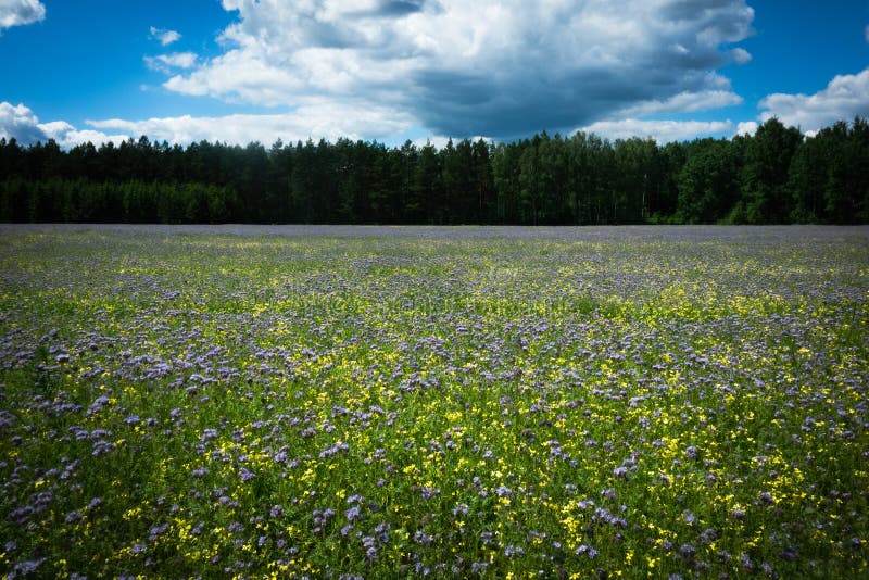 Field with Spring Flowers, Forest and Perfect Sky Stock Photo - Image ...