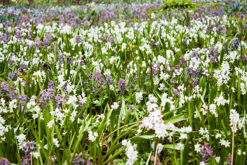 Field of spring flowers stock image. Image of blossom - 135928227