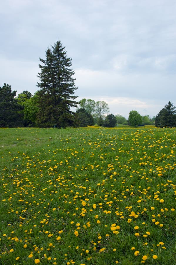 Field of spring flowers stock photo. Image of natural - 30347928