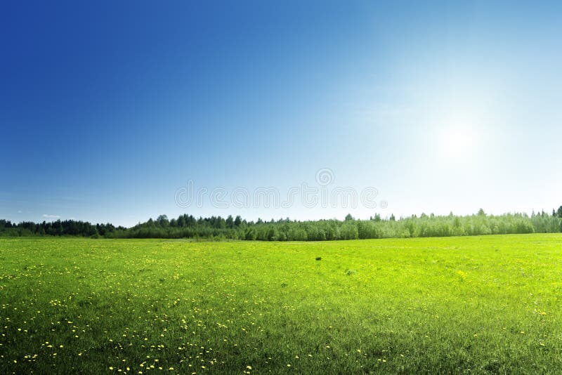 Field of spring flowers stock photo. Image of beauty - 39737678