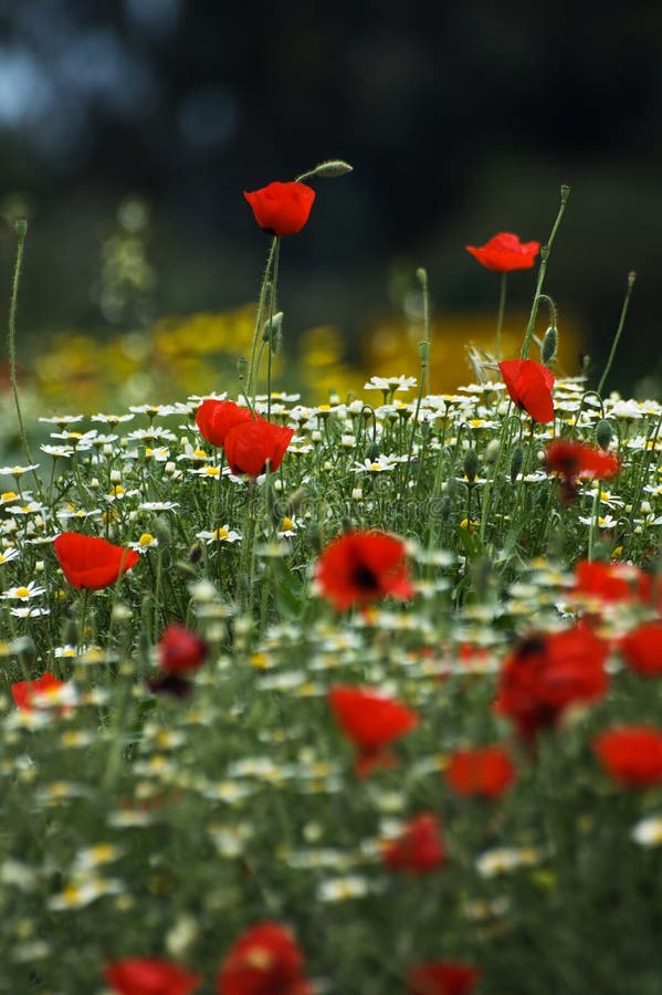A Field of Spring Flowers (shallow Depth of Field) Stock Image - Image ...